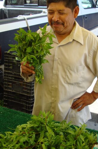 Getting to Know Epazote – Mother Earth News